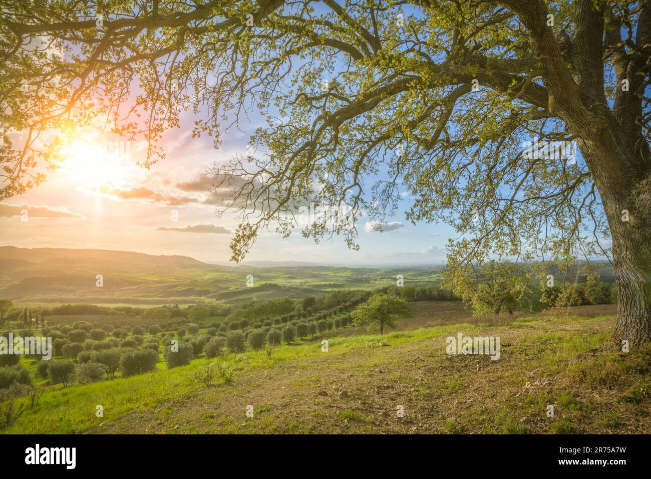 Italy, Tuscany, province of Siena, Castiglione d'Orcia, a large oak ...