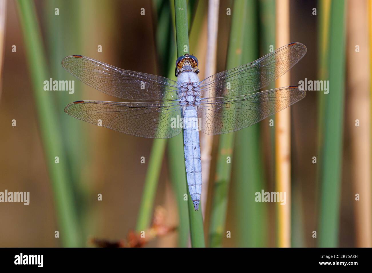 southern European skimmer (Orthetrum brunneum), male at a plant stem ...