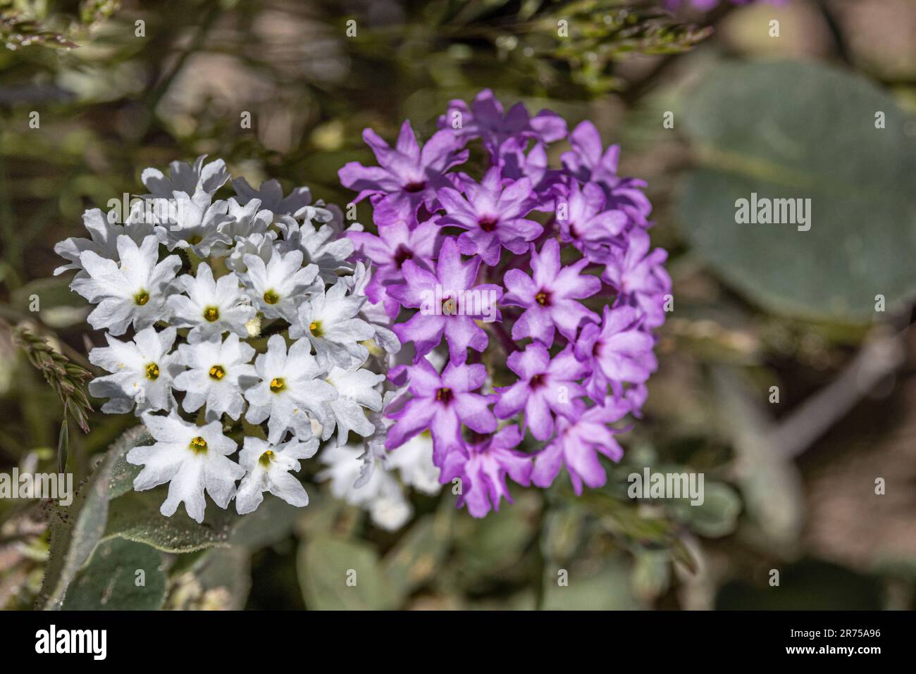 Pink and white verbena hi-res stock photography and images - Alamy