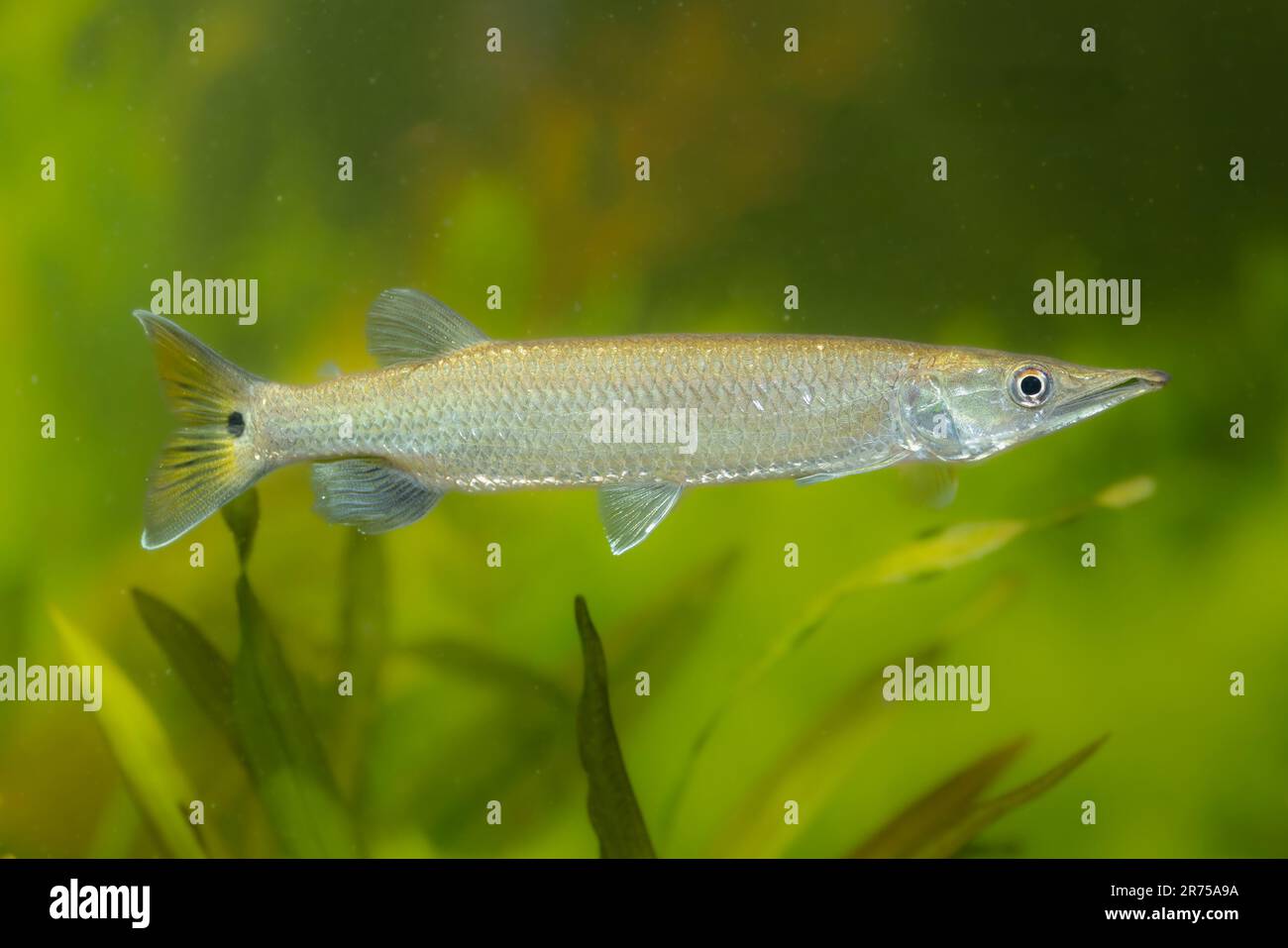 African pike characins, hepsetids (Ctenolucius hujeta), swimming male ...