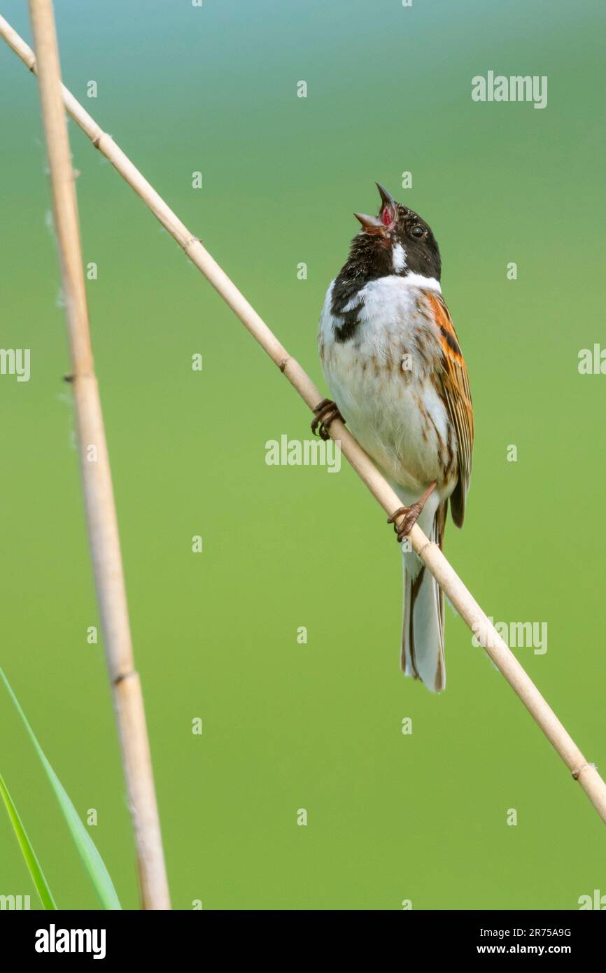 reed bunting (Emberiza schoeniclus), male perches calling at a dried ...
