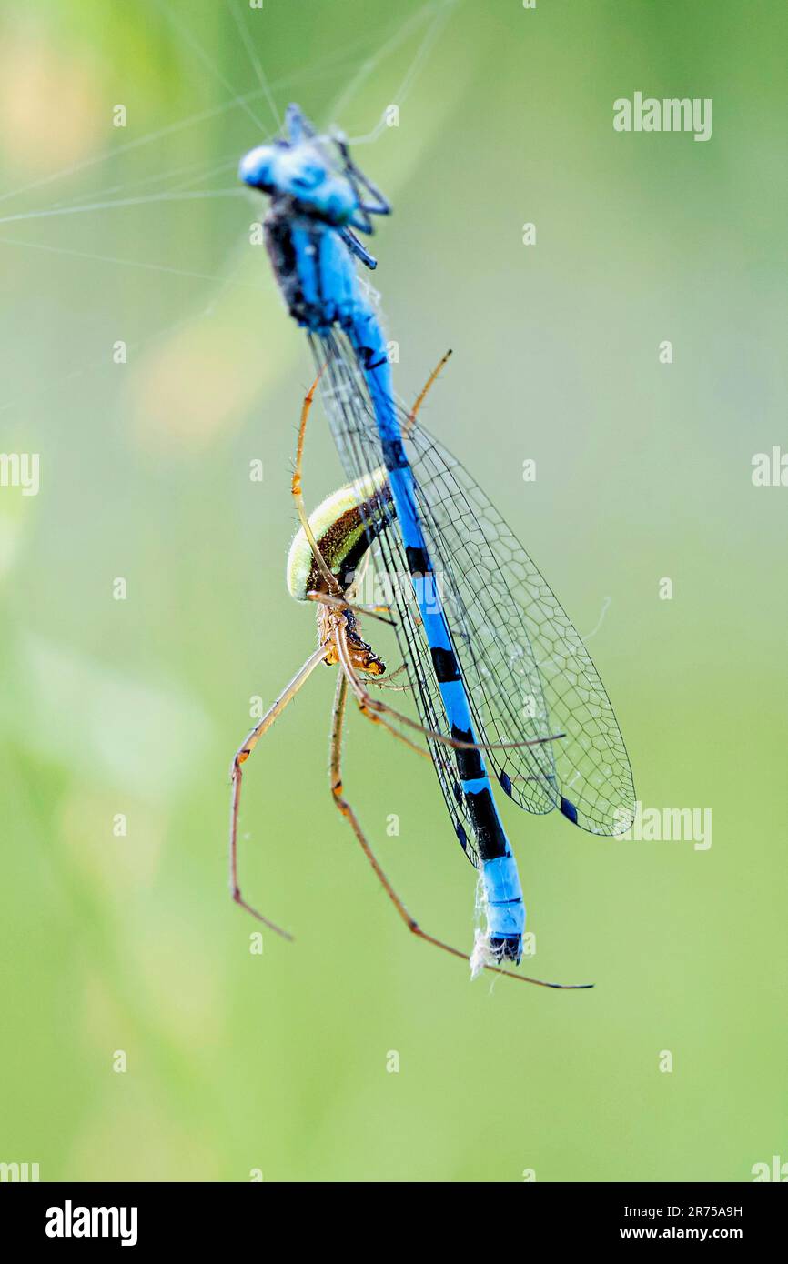 long-jawed spider (Tetragnatha spec.), with a male common blue ...