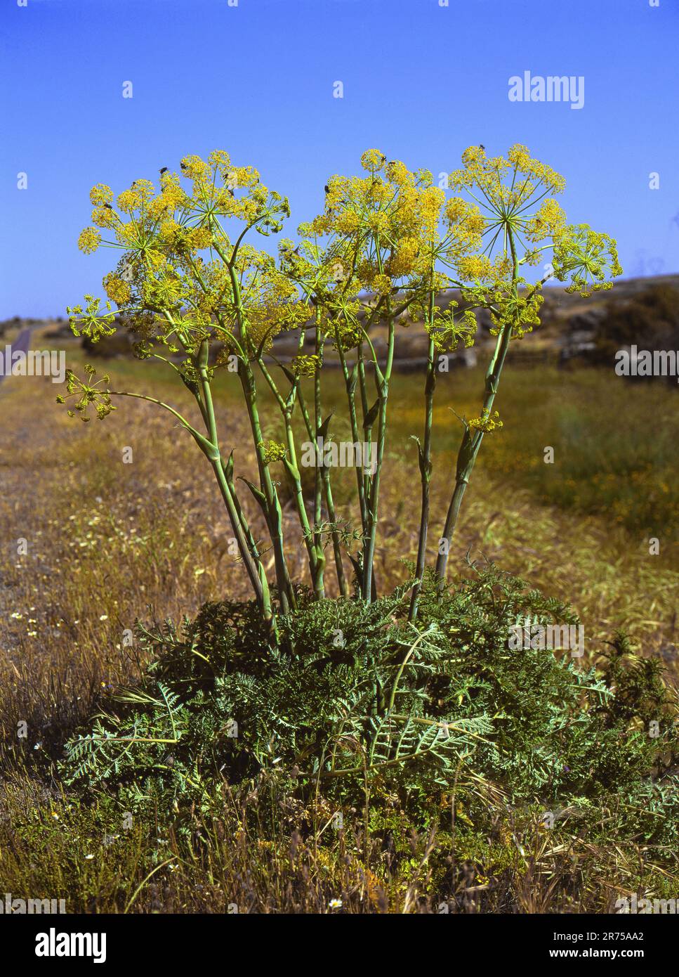 villous deadly carrot (Thapsia villosa), blooming Stock Photo - Alamy