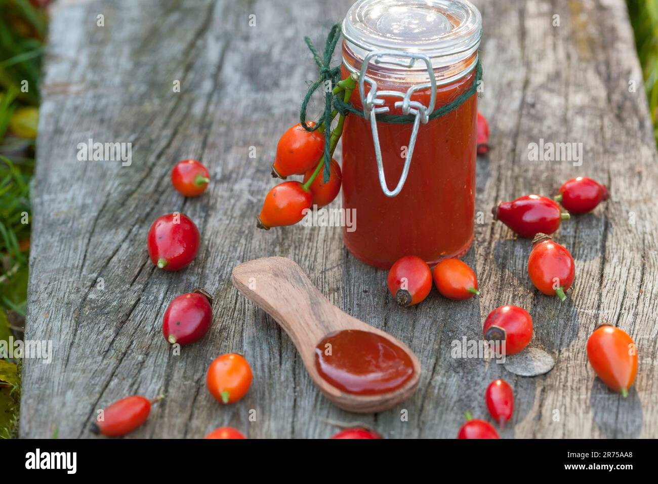 dog rose (Rosa canina), selfmade rose-hip jelly Stock Photo - Alamy