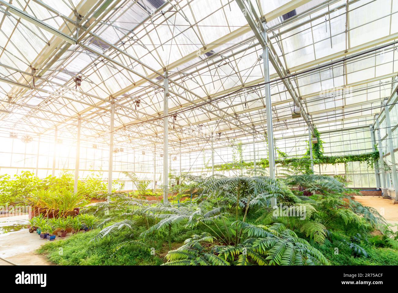 Tropical plants in the greenhouse: Fujian Avalokitesvara Stock Photo ...