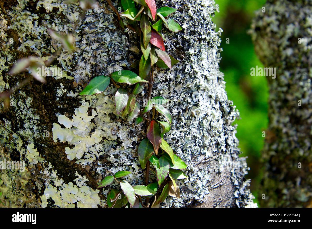 A tree covered in moss with a leafy vine running down it Stock Photo ...