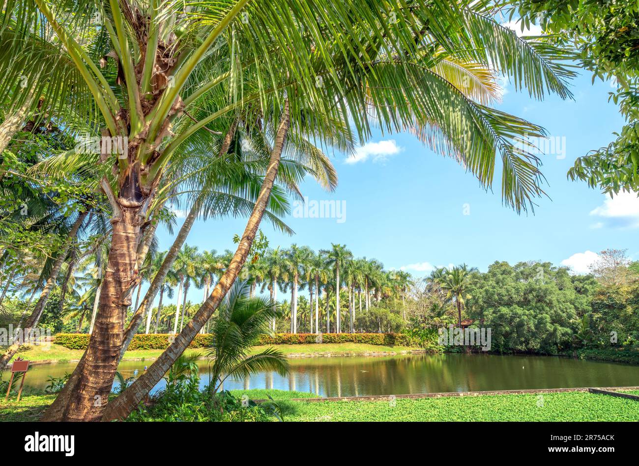Island of hainan china forest hi-res stock photography and images - Alamy