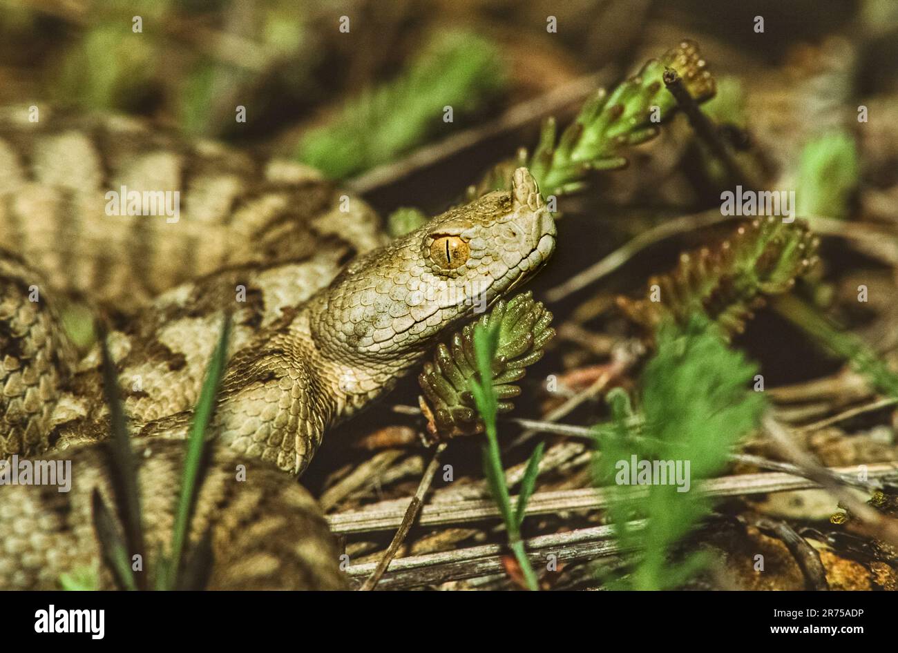 Nose-horned viper, Horned viper, Long-nosed viper (Vipera ammodytes ...