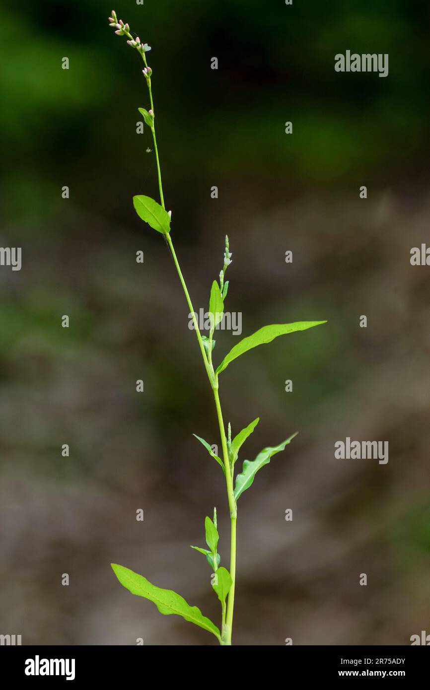 marsh-pepper smartweed, water-pepper (Persicaria hydropiper), blooming ...