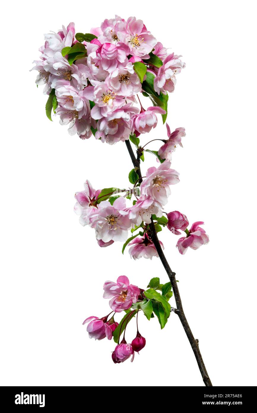 Ornamental apple tree (Malus Evereste), blooming branch of cultivar ...