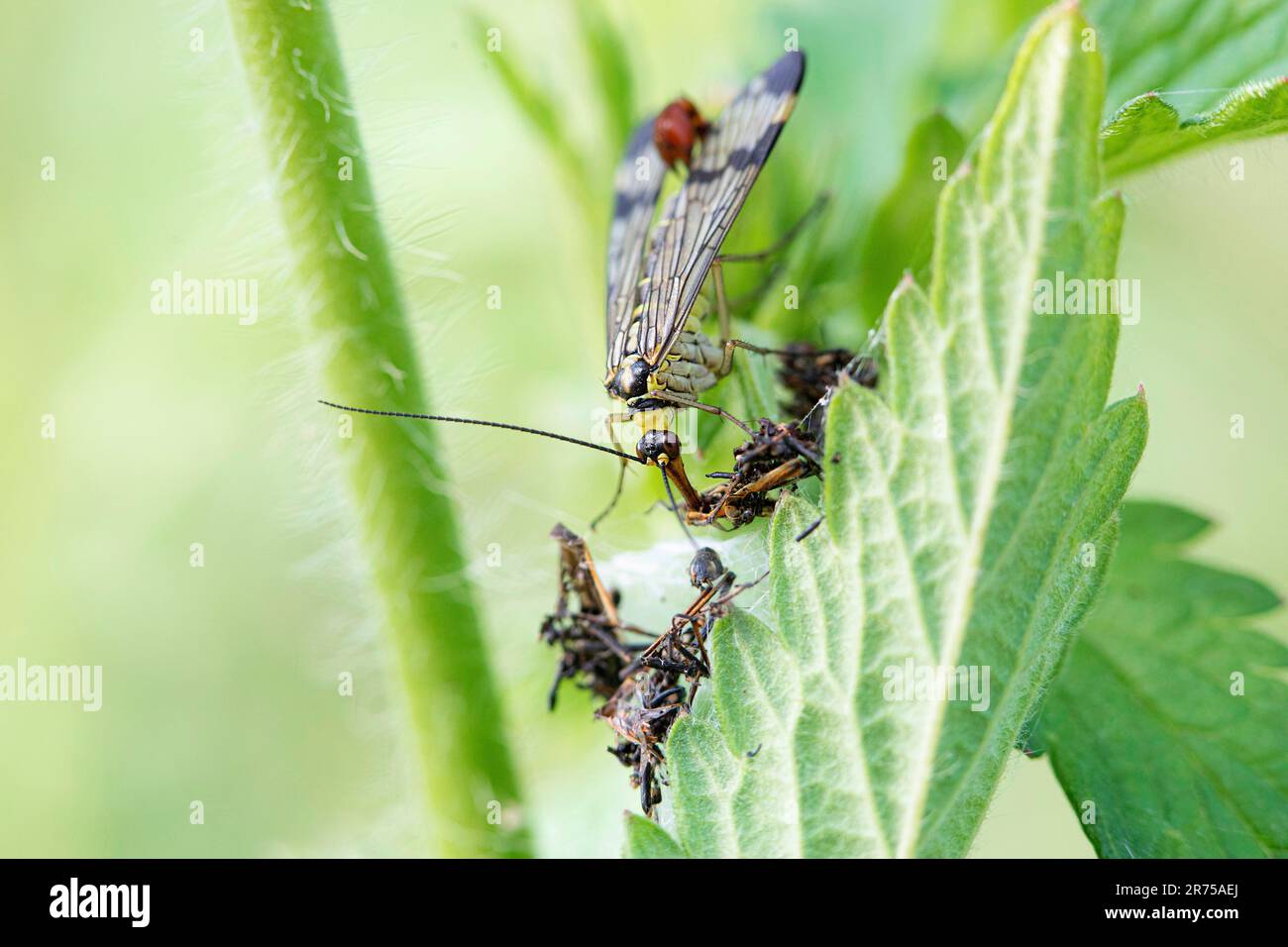 common scorpionfly (Panorpa communis), male at a leaf, Germany, Bavaria ...