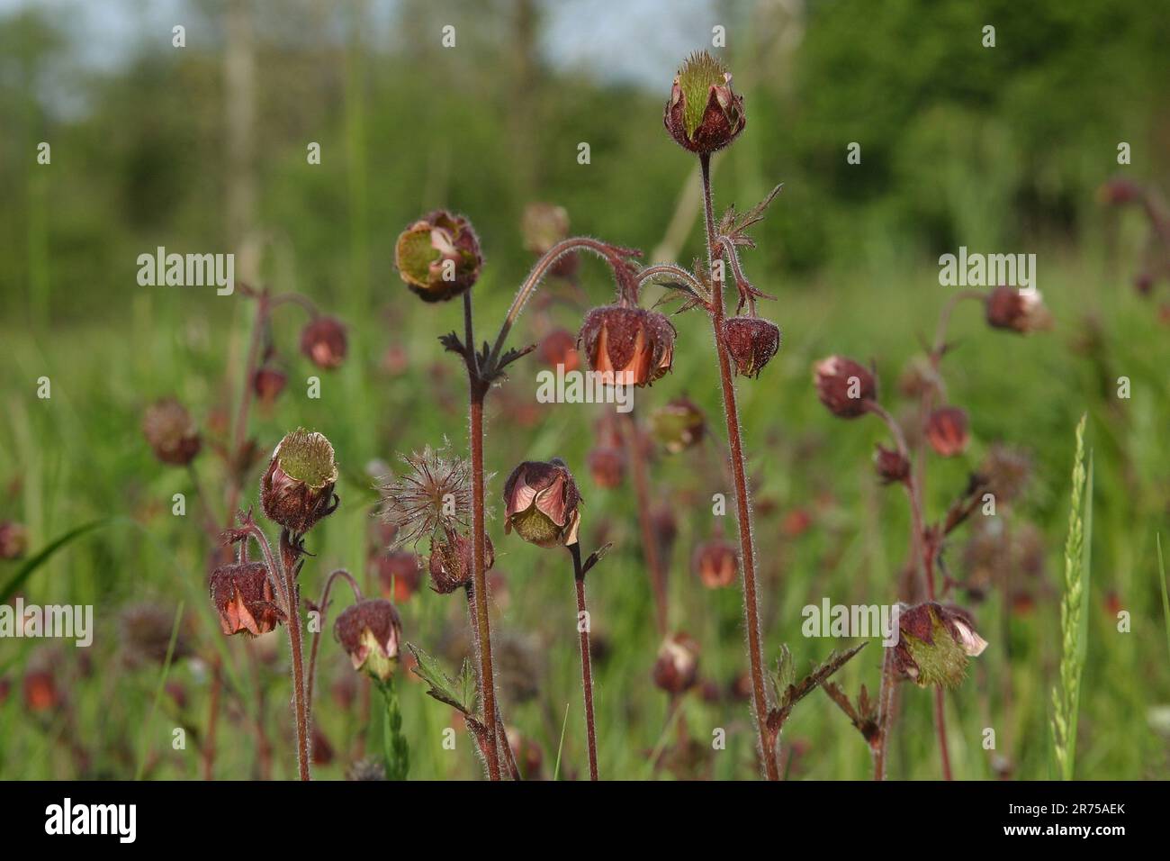 Purple avenses hi-res stock photography and images - Alamy