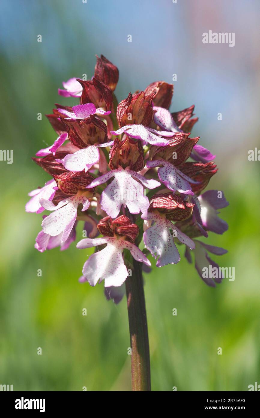Inflorescence of orchids hi-res stock photography and images - Alamy