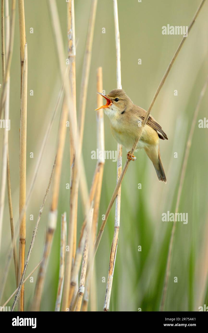 Birds on stalk hi-res stock photography and images - Alamy
