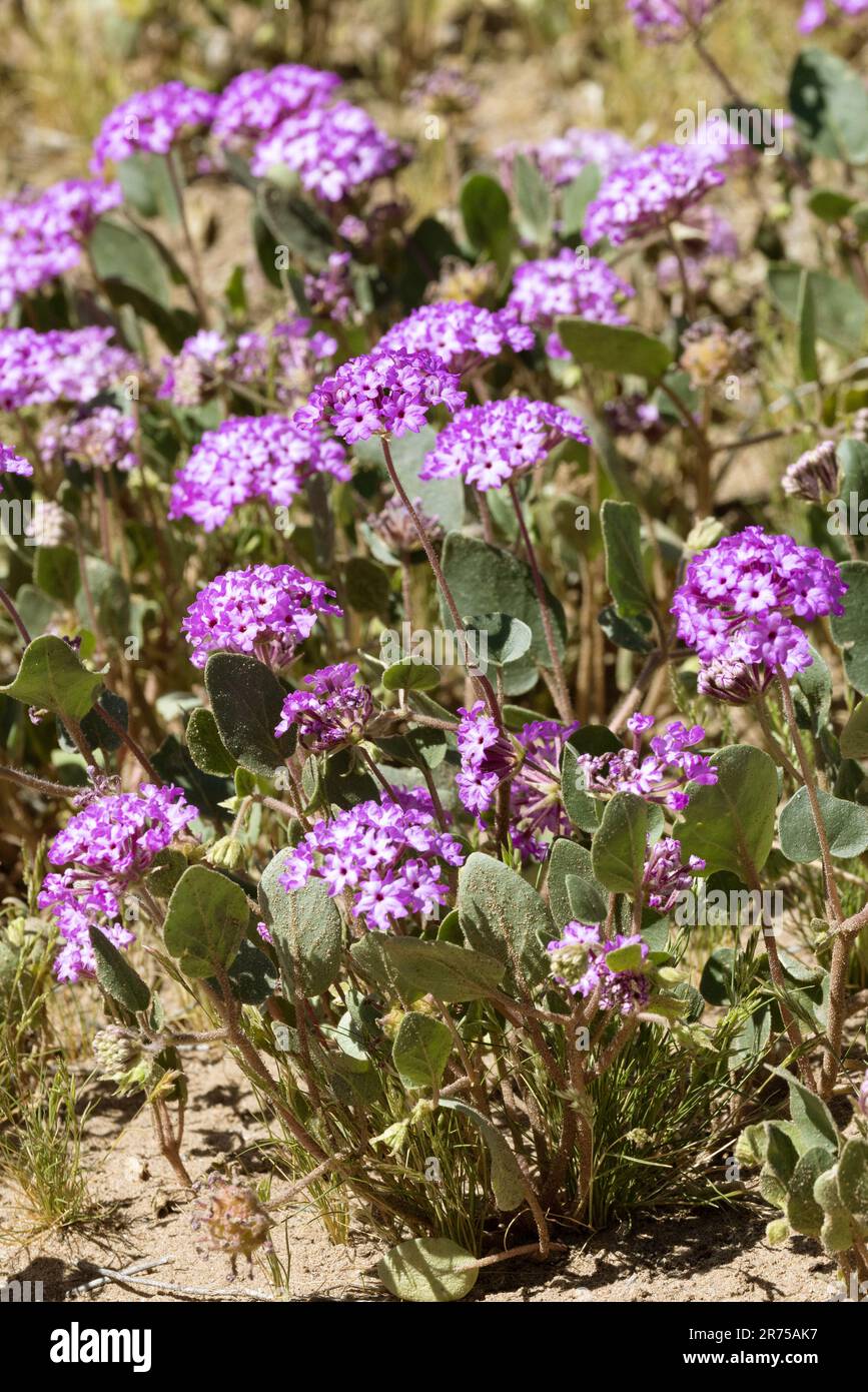 pink sand verbena (Abronia umbellata), blooming, USA, Arizona, Bush ...