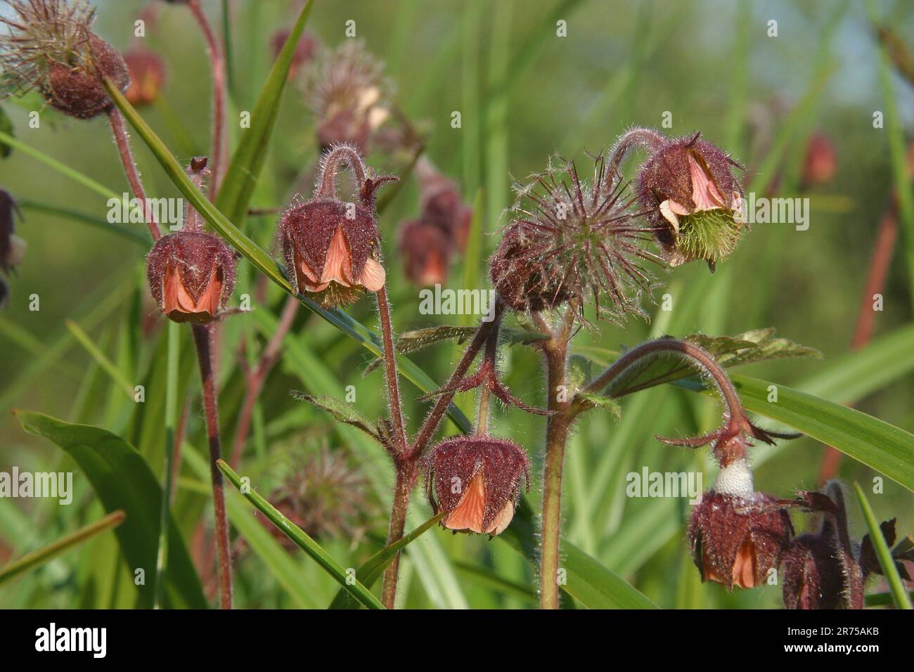 Purple avenses hi-res stock photography and images - Alamy
