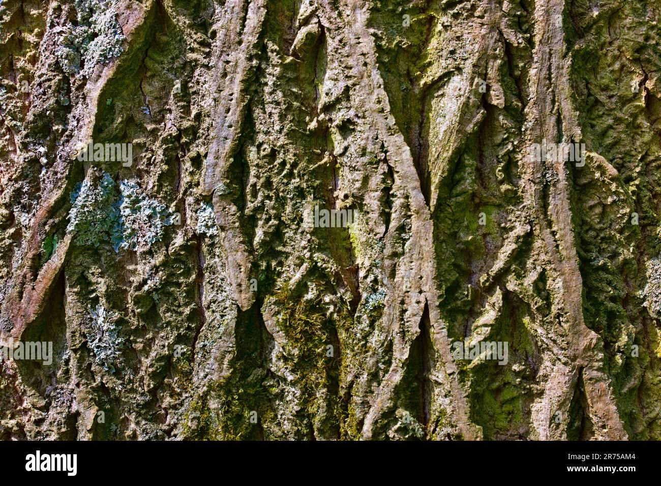 black locust, common locust, robinia (Robinia pseudo-acacia, Robinia ...