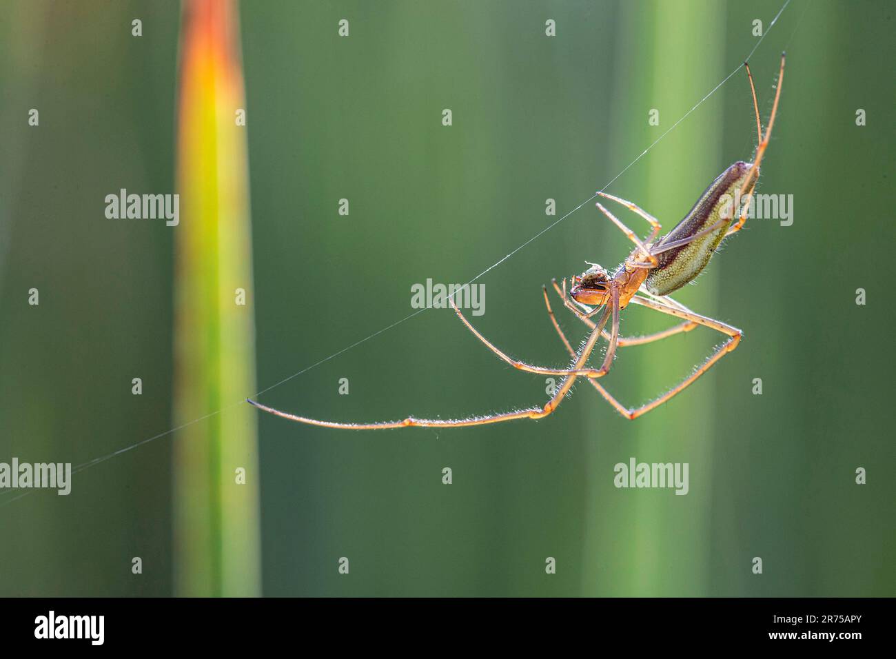 long-jawed spider (Tetragnatha spec.), upside down at a spinning thread ...