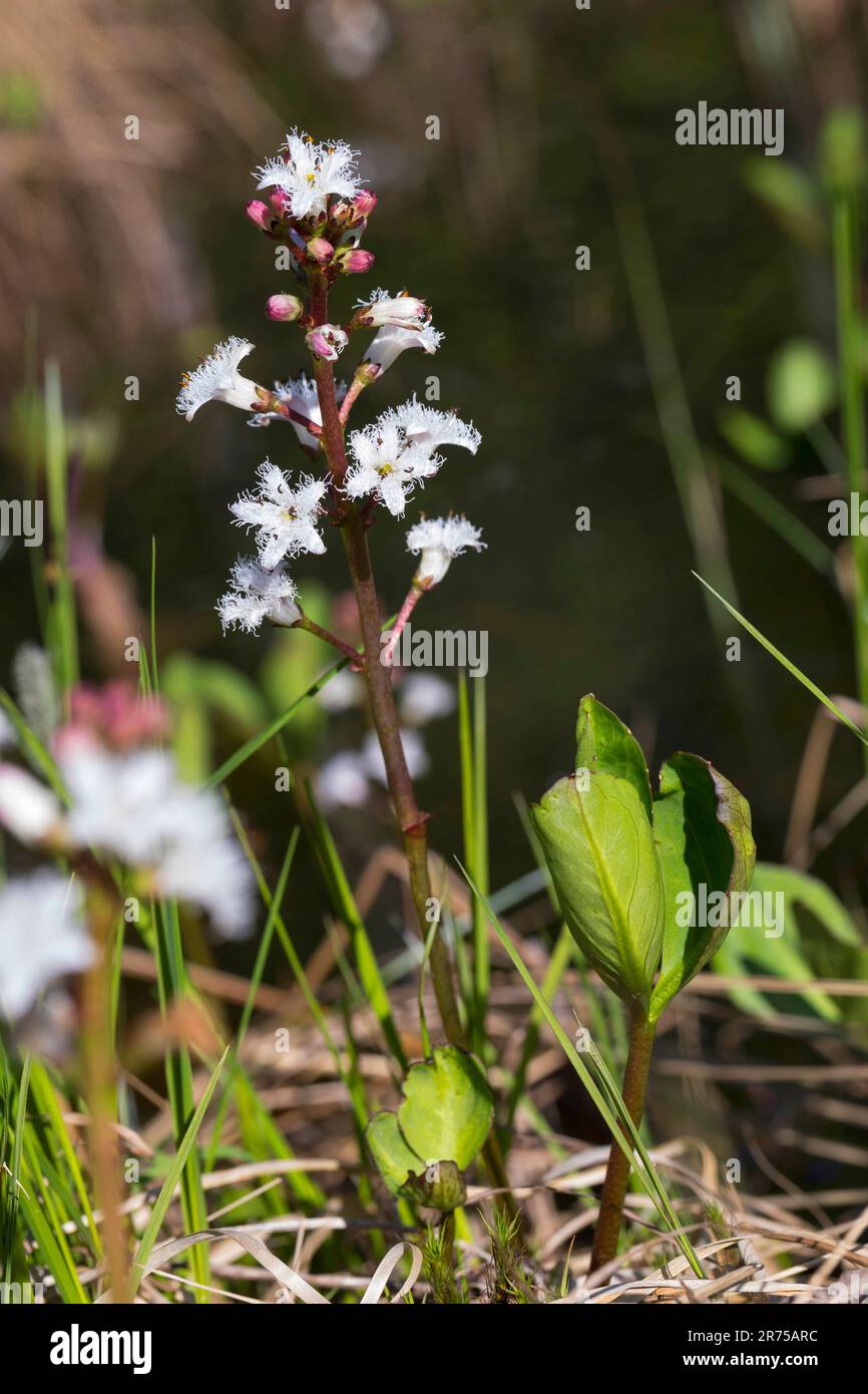 bogbean, buckbean (Menyanthes trifoliata), blooming, Sweden Stock Photo ...
