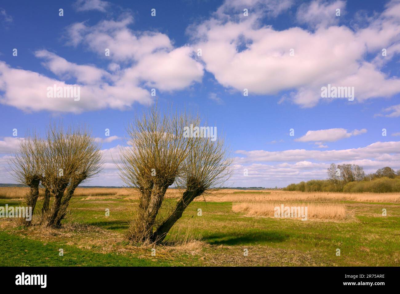 White willow (Salix alba), bloominh pollarded willows at Lake Duemmer ...