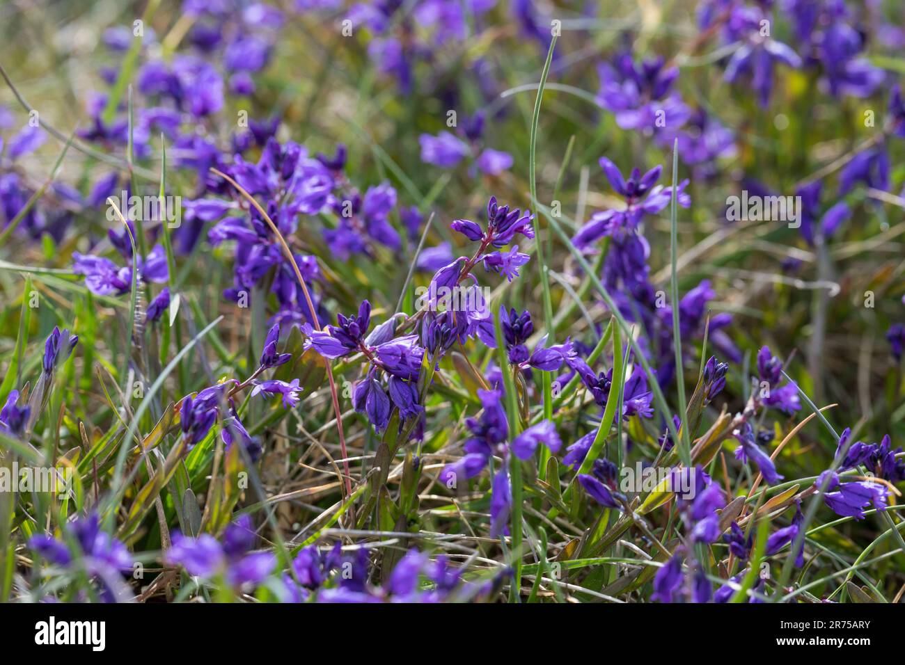 common milkwort (Polygala vulgaris), blooming, Sweden Stock Photo - Alamy