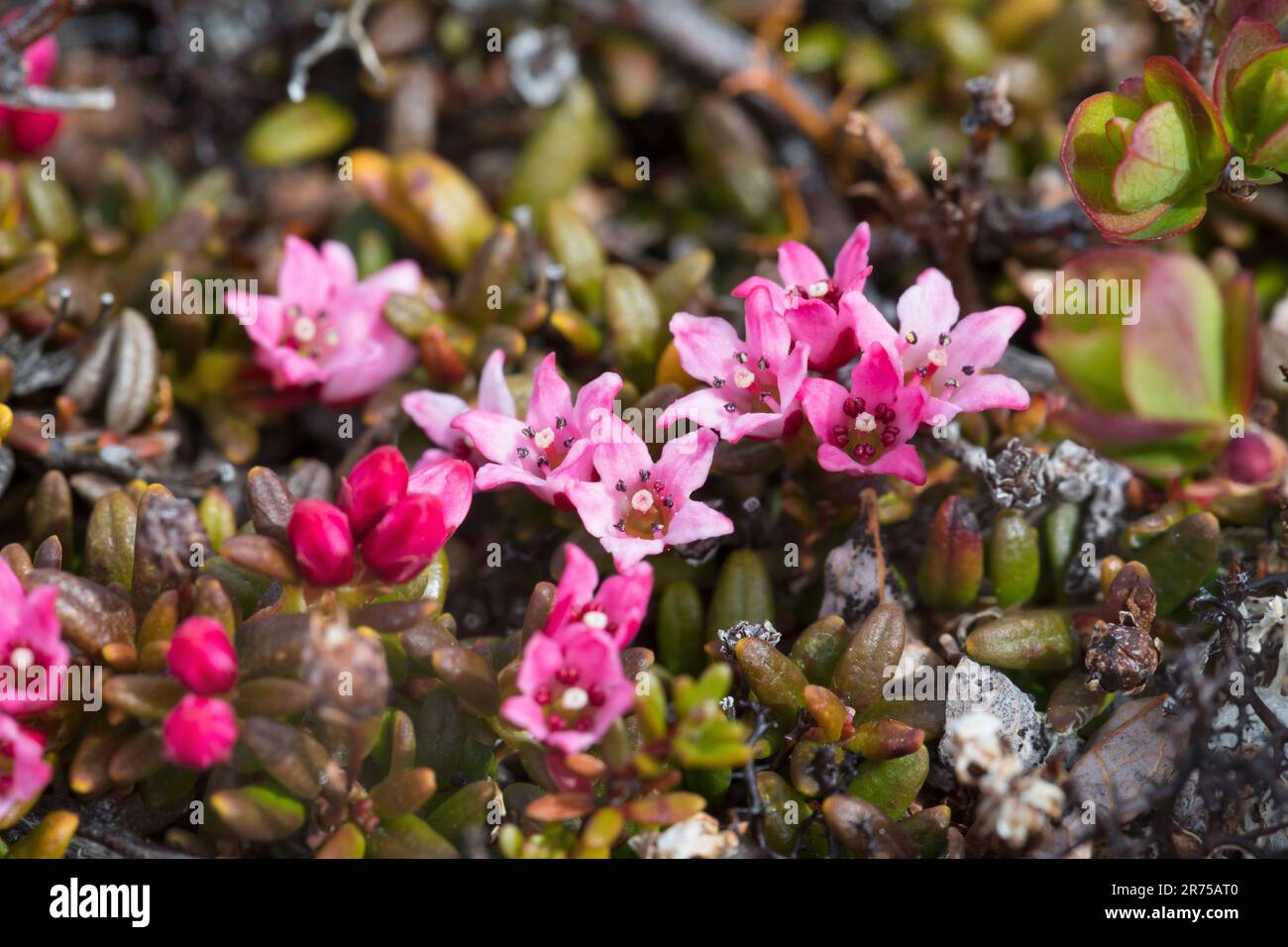 Alpine azalea, Trailing azalea, Alpine-azalea, Dwarf azalea ...
