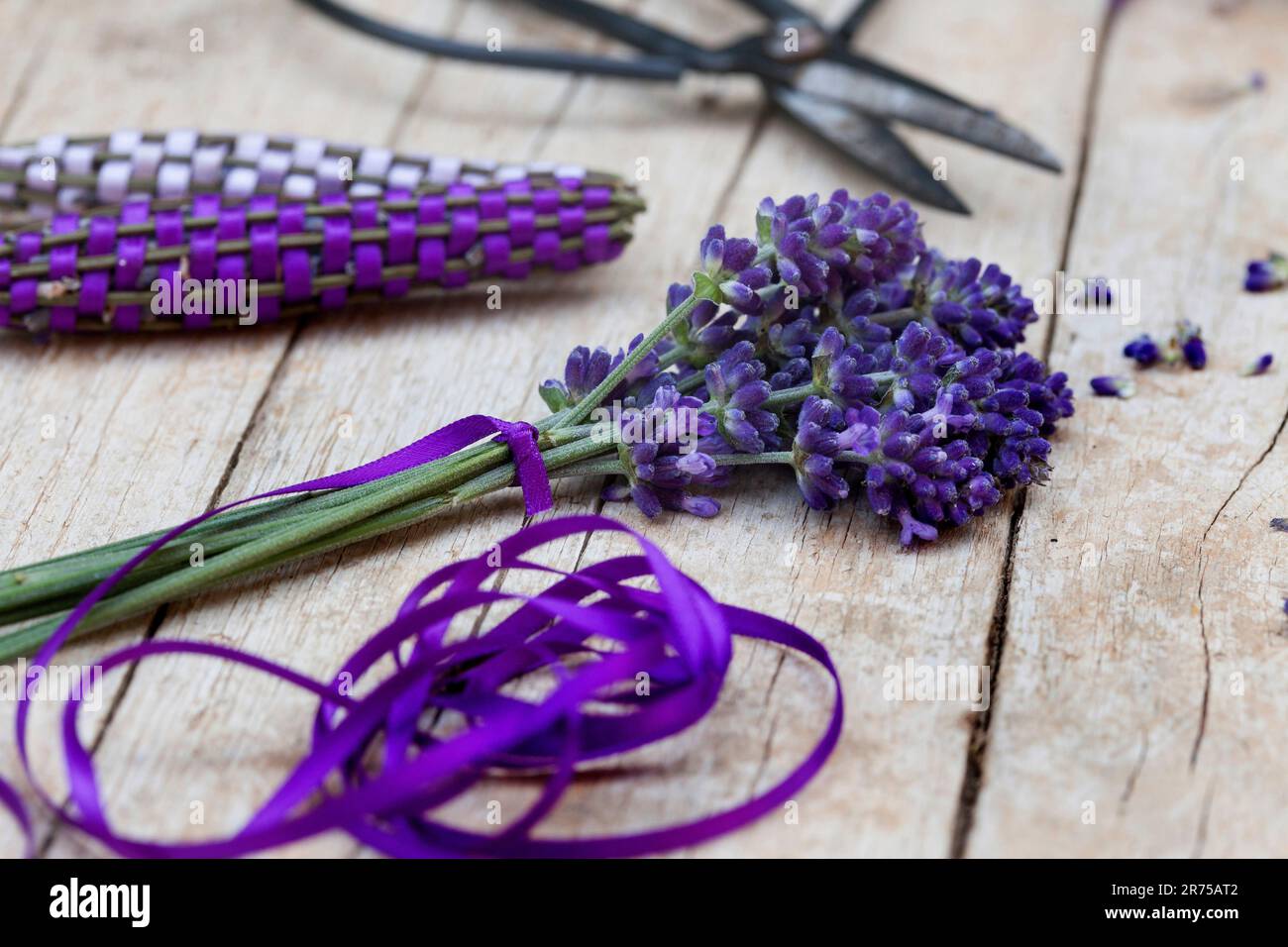 English lavender (Lavandula angustifolia, Lavandula officinalis ...