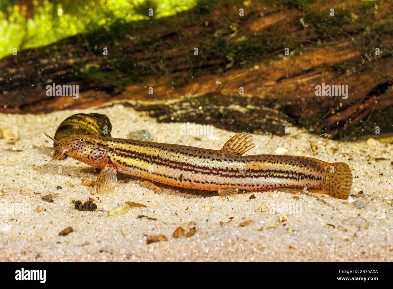 Weatherfish (Misgurnus fossilis), milkner, side view Stock Photo - Alamy