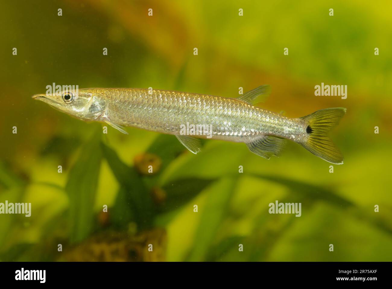 African pike characins, hepsetids (Ctenolucius hujeta), swimming male ...