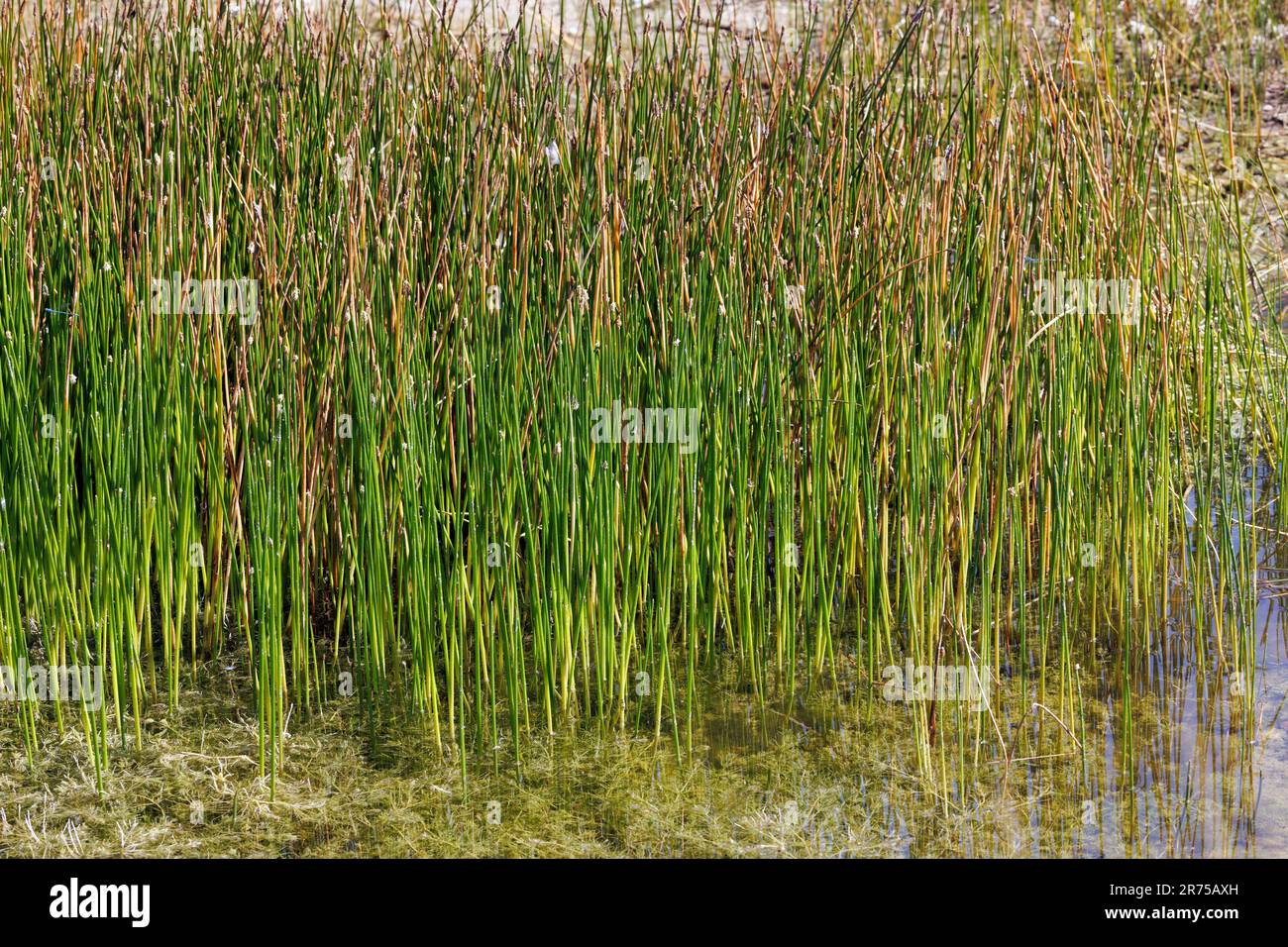 Bulrush flower hi-res stock photography and images - Alamy