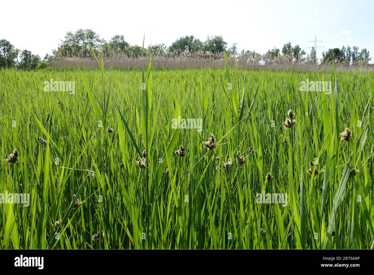 Coastal wetland reserves hi-res stock photography and images - Alamy