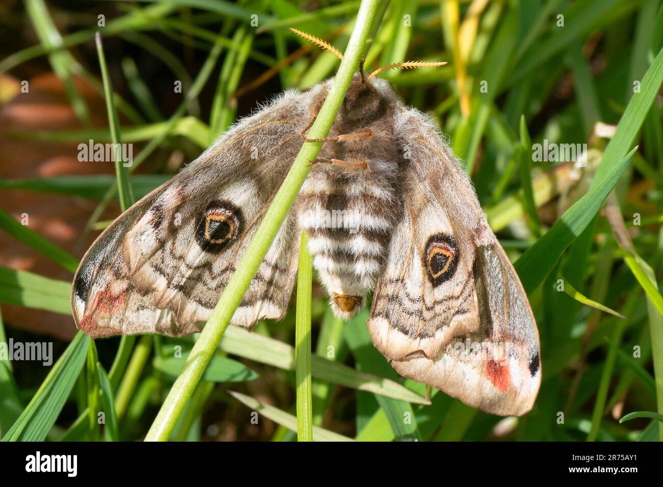 Grass emperor hi-res stock photography and images - Alamy