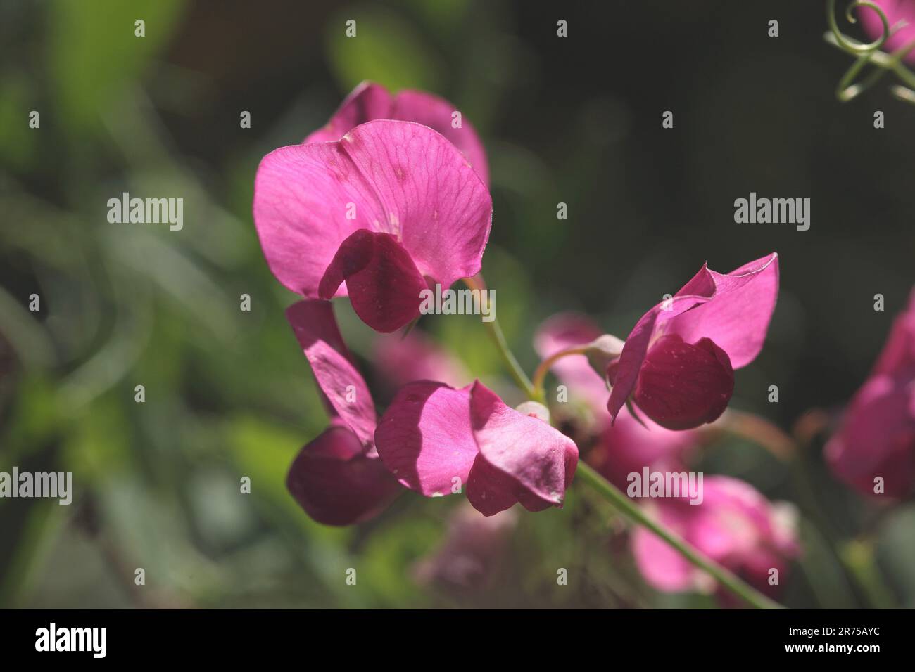 earth-nut peavine, tuberous vetchling, tuberous pea (Lathyrus tuberosus ...