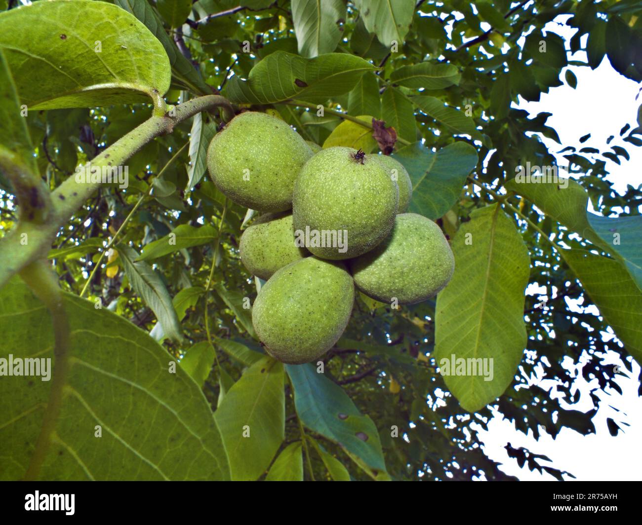 walnut (Juglans regia), walnuts on a tree, Germany Stock Photo - Alamy