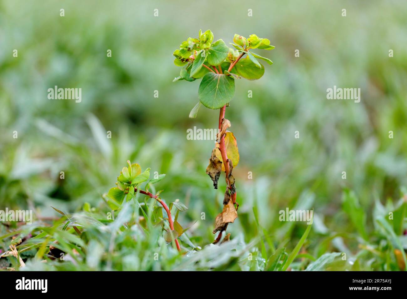 sun spurge, wartweed, summer spurge (Euphorbia helioscopia), blooming ...