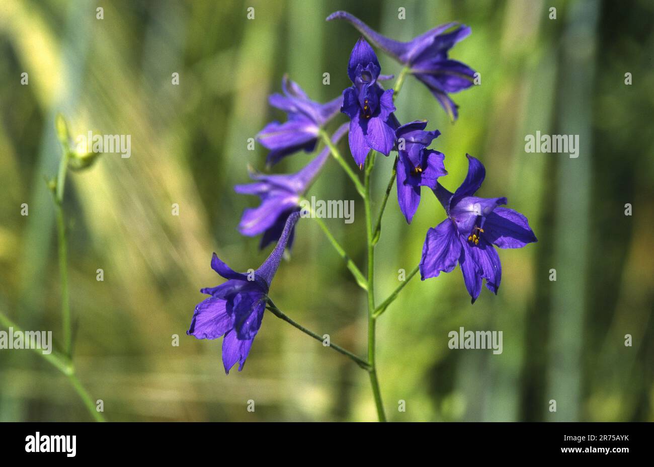 Field larkspurs hi-res stock photography and images - Alamy