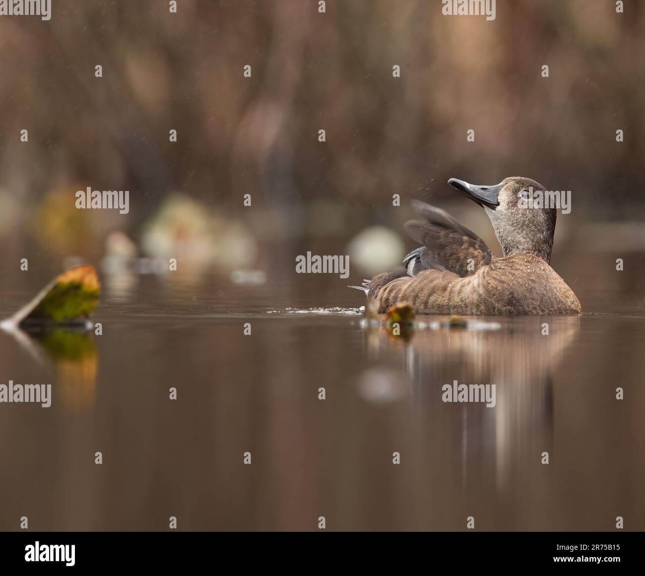 A flock of Ring-necked ducks swimming on a tranquil surface of a lake ...