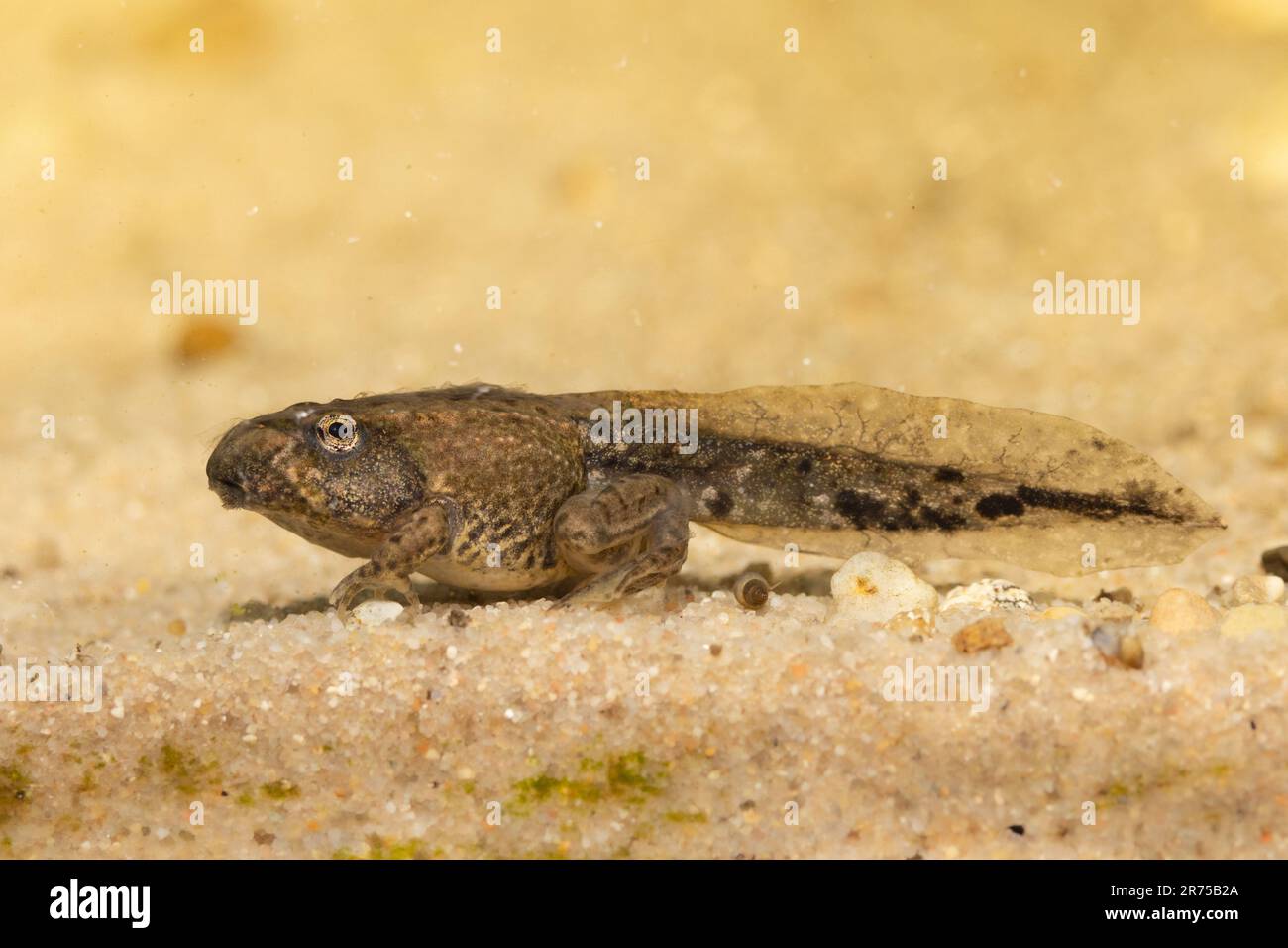 marsh frog, lake frog (Rana ridibunda, Pelophylax ridibundus), four ...
