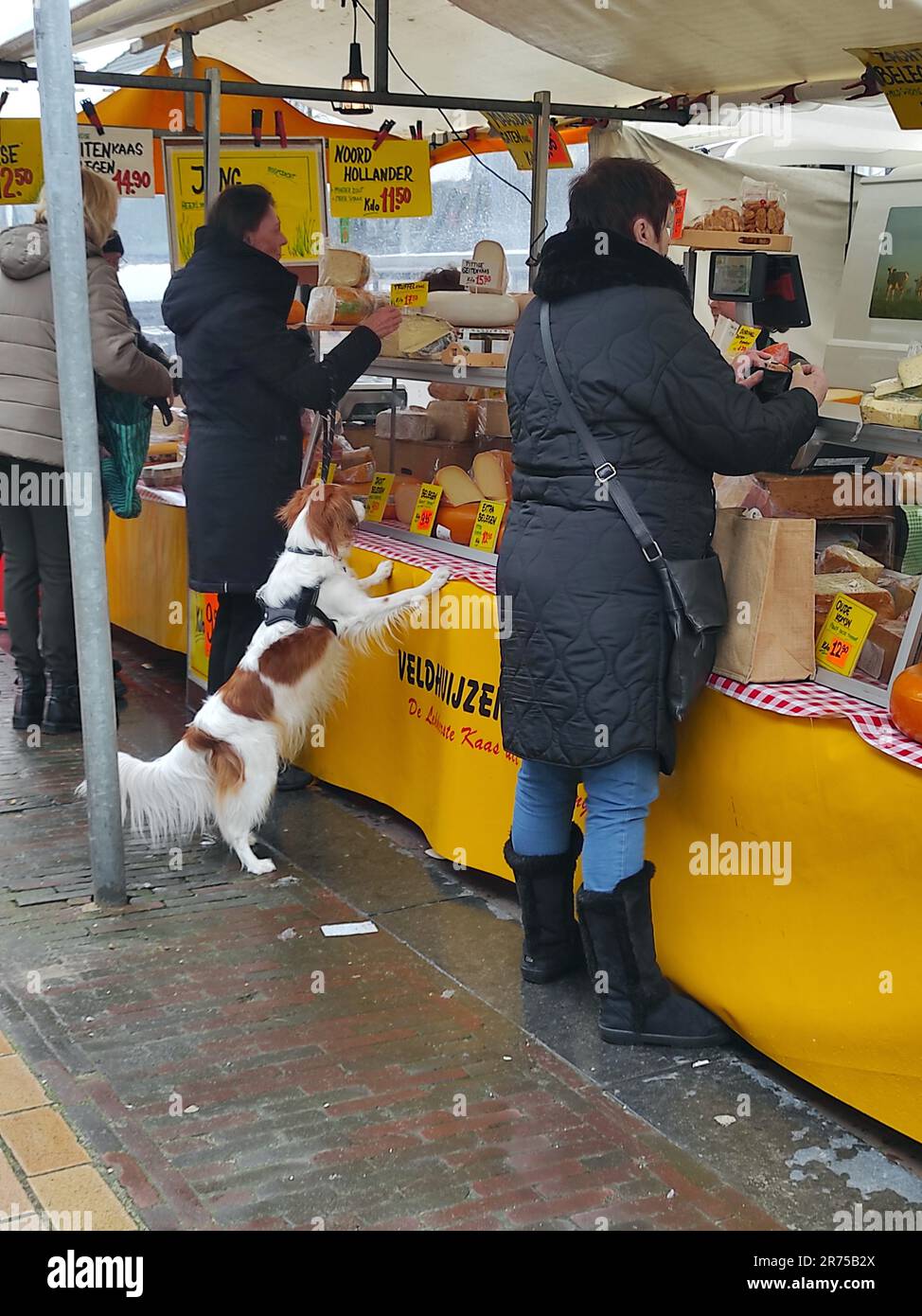 Small Dutch Waterfowl Dog, Kooiker (Canis lupus f. familiaris), begging ...