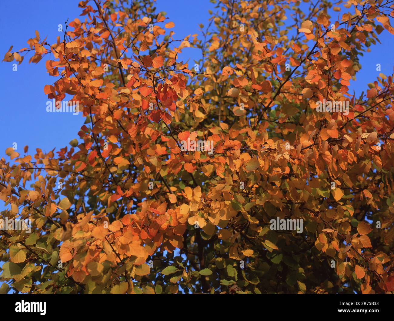 European aspen (Populus tremula), branch with autumn leaves, Germany ...