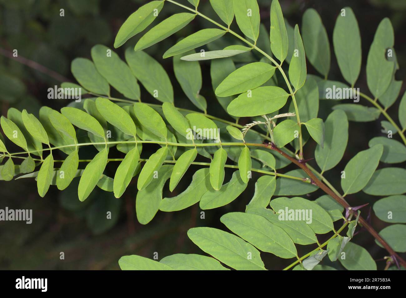black locust, common locust, robinia (Robinia pseudo-acacia, Robinia ...