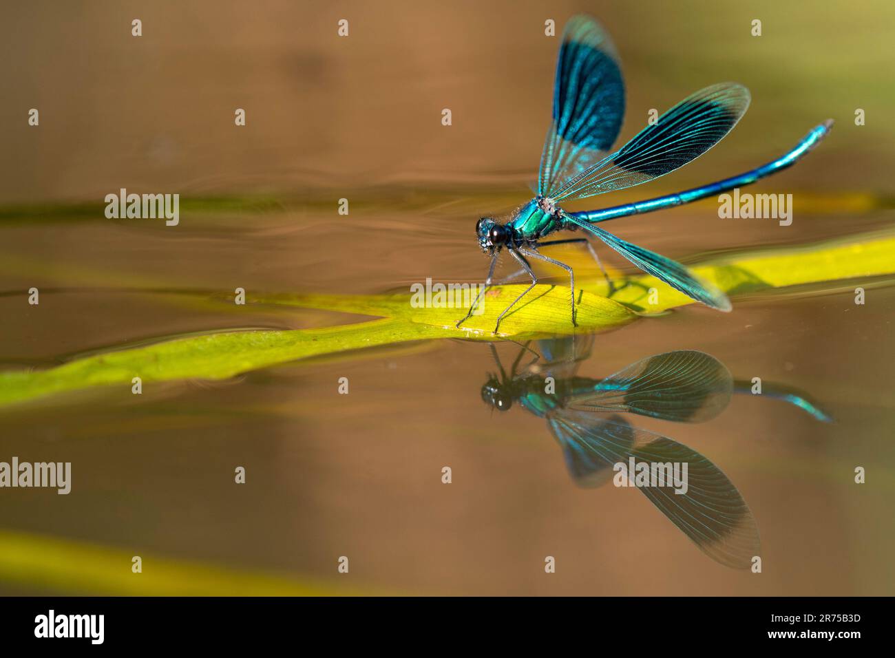 banded blackwings, banded agrion, banded demoiselle (Calopteryx ...