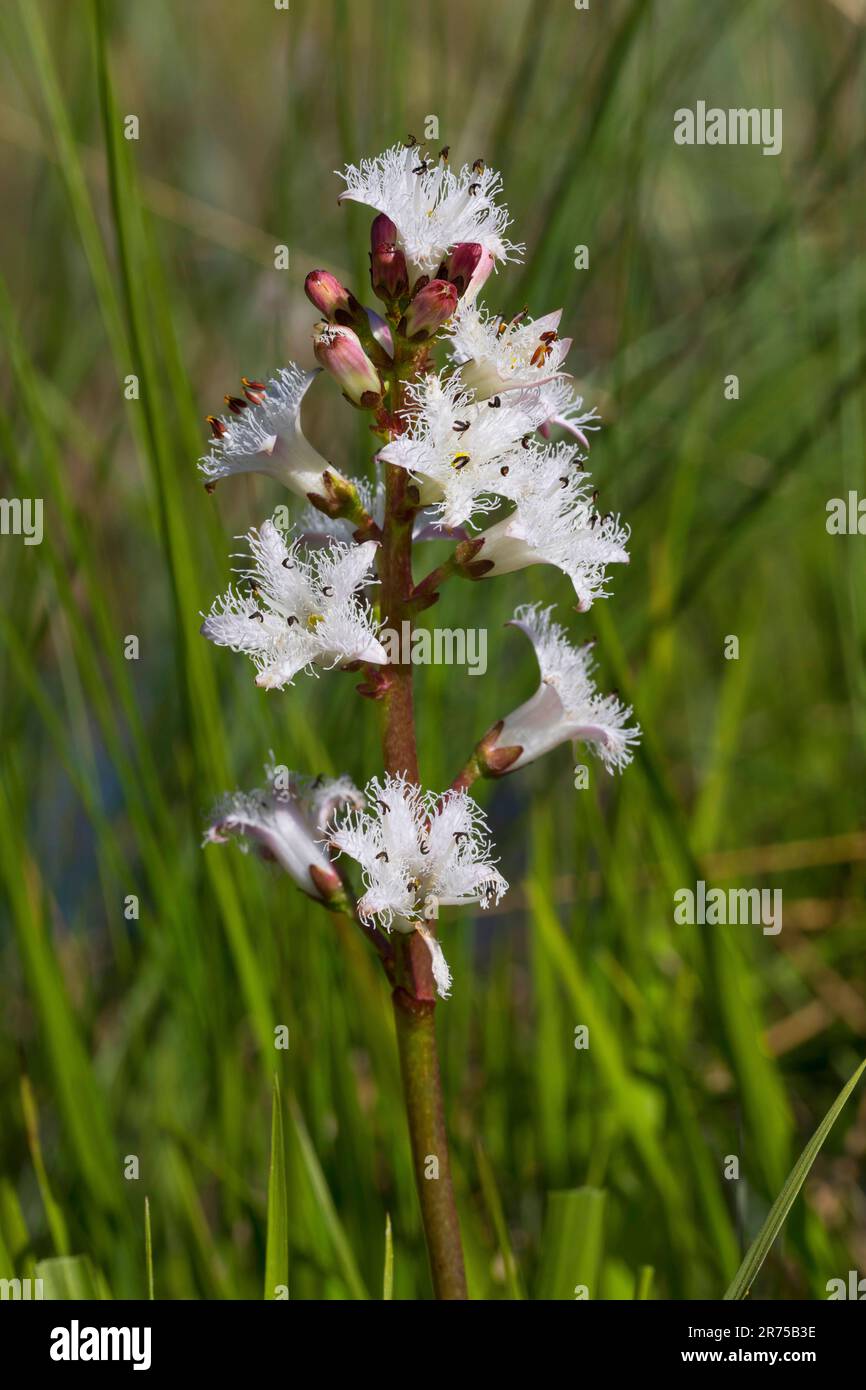 bogbean, buckbean (Menyanthes trifoliata), inflorescence, Sweden Stock ...