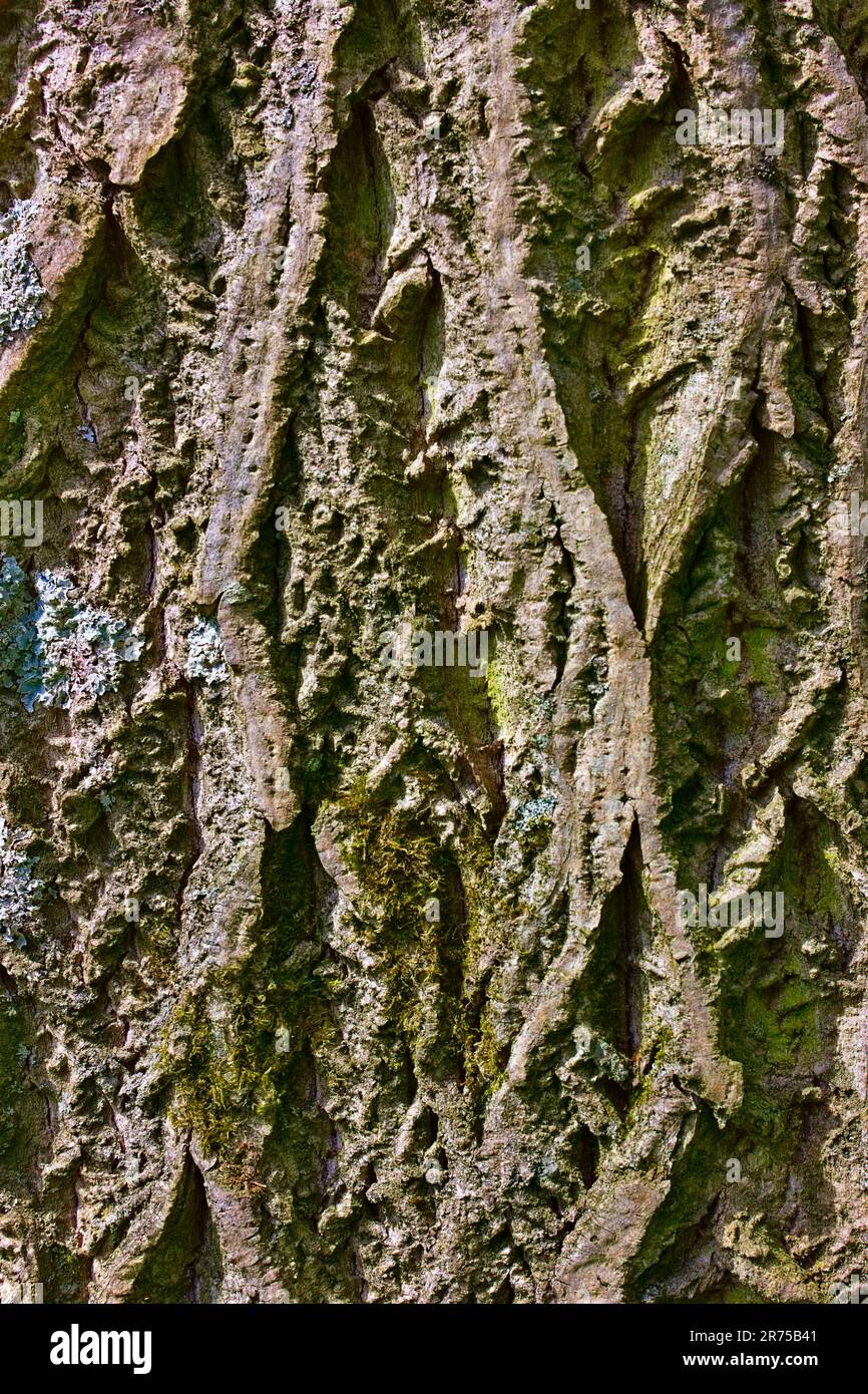 black locust, common locust, robinia (Robinia pseudo-acacia, Robinia ...
