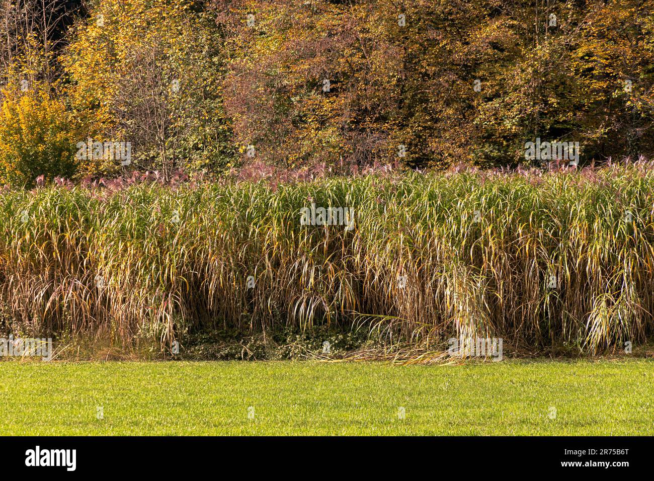 Giant Miscanthus (Miscanthus giganteus, Miscanthus x giganteus ...