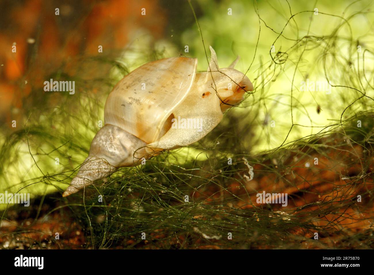 great pondsnail, swamp lymnaea (Lymnaea stagnalis), under water Stock ...