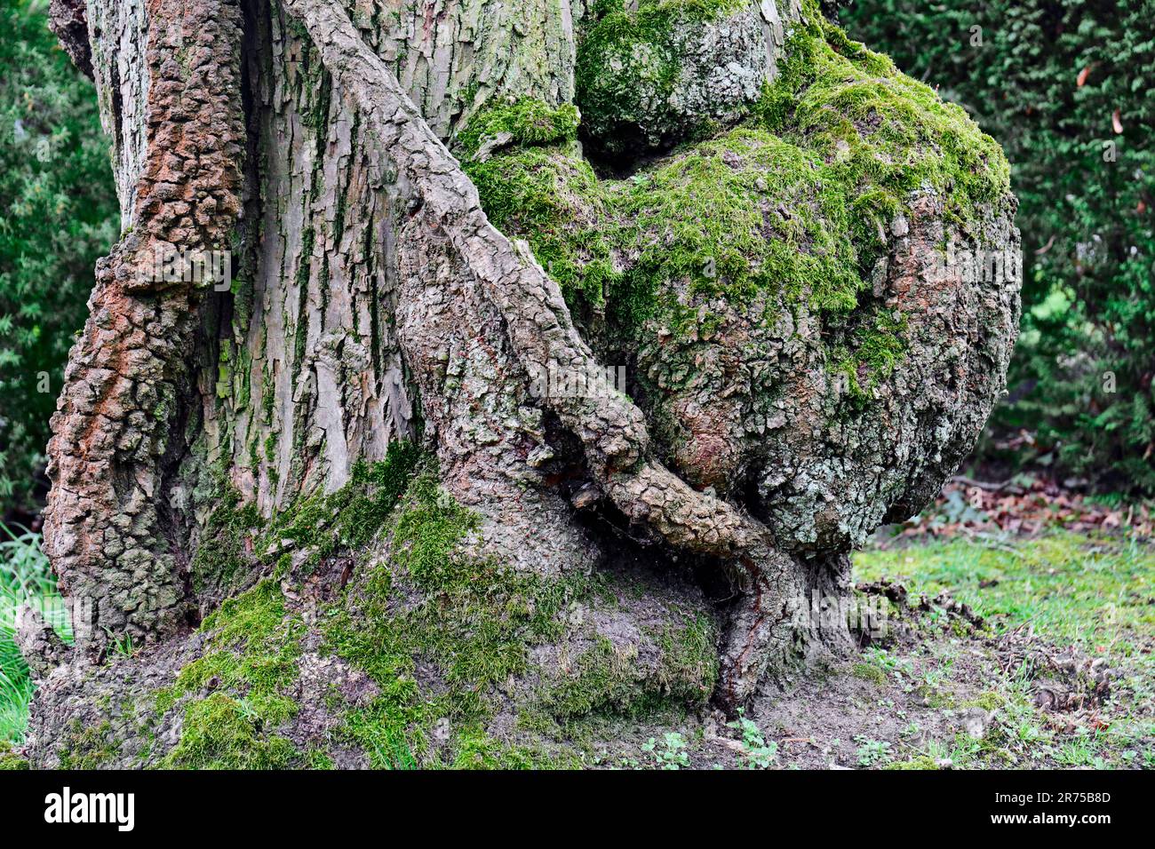 English ivy, common ivy (Hedera helix), thick ivy stem at tree trunk ...