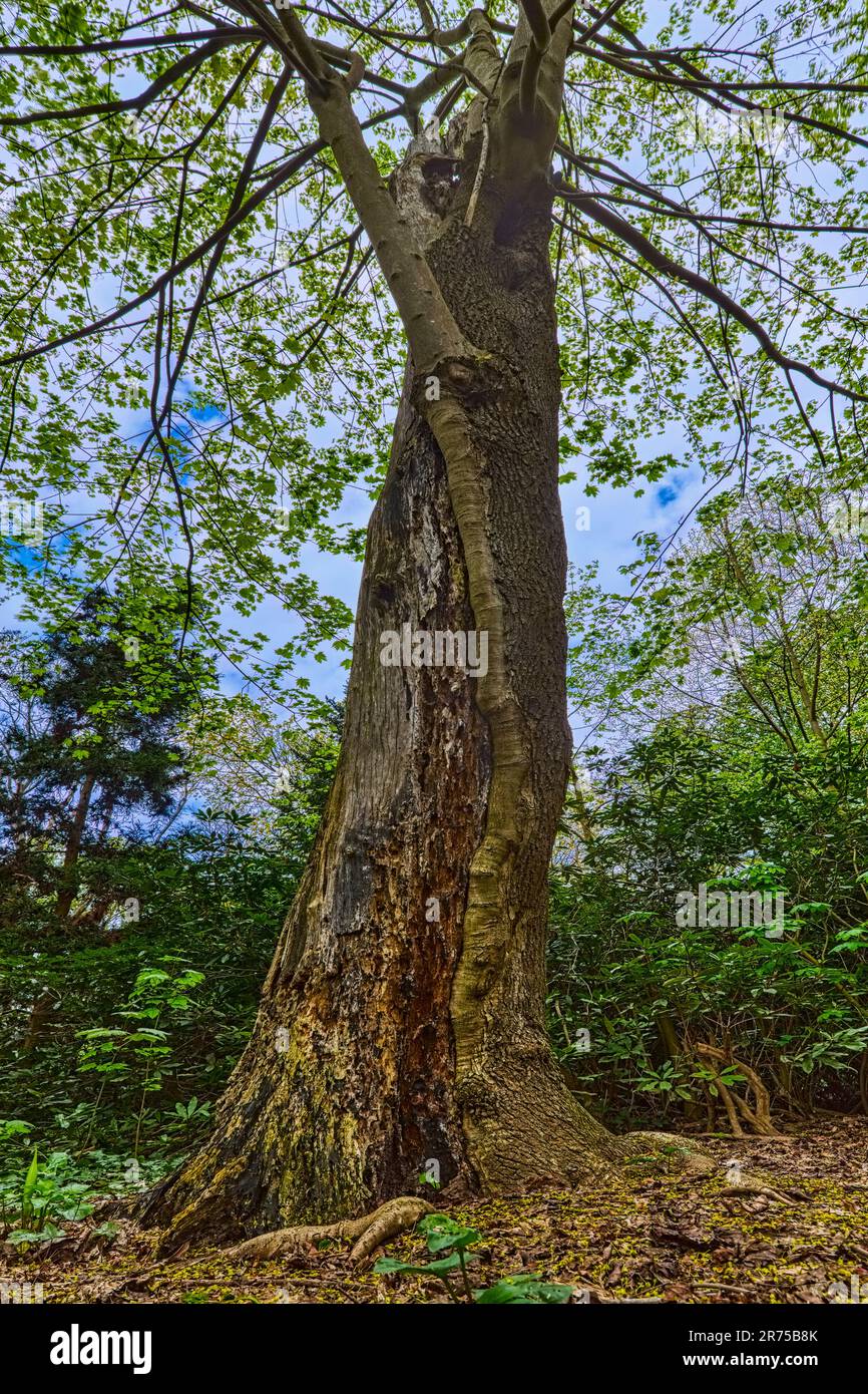 Norway maple (Acer platanoides), trunk, Germany, North Rhine-Westphalia ...
