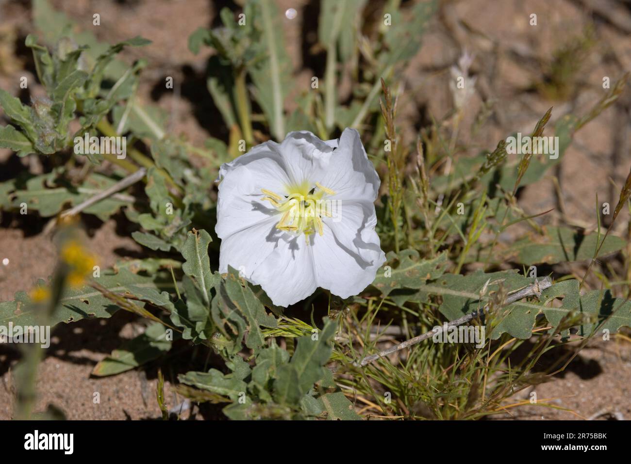 Native california flower hi-res stock photography and images - Alamy