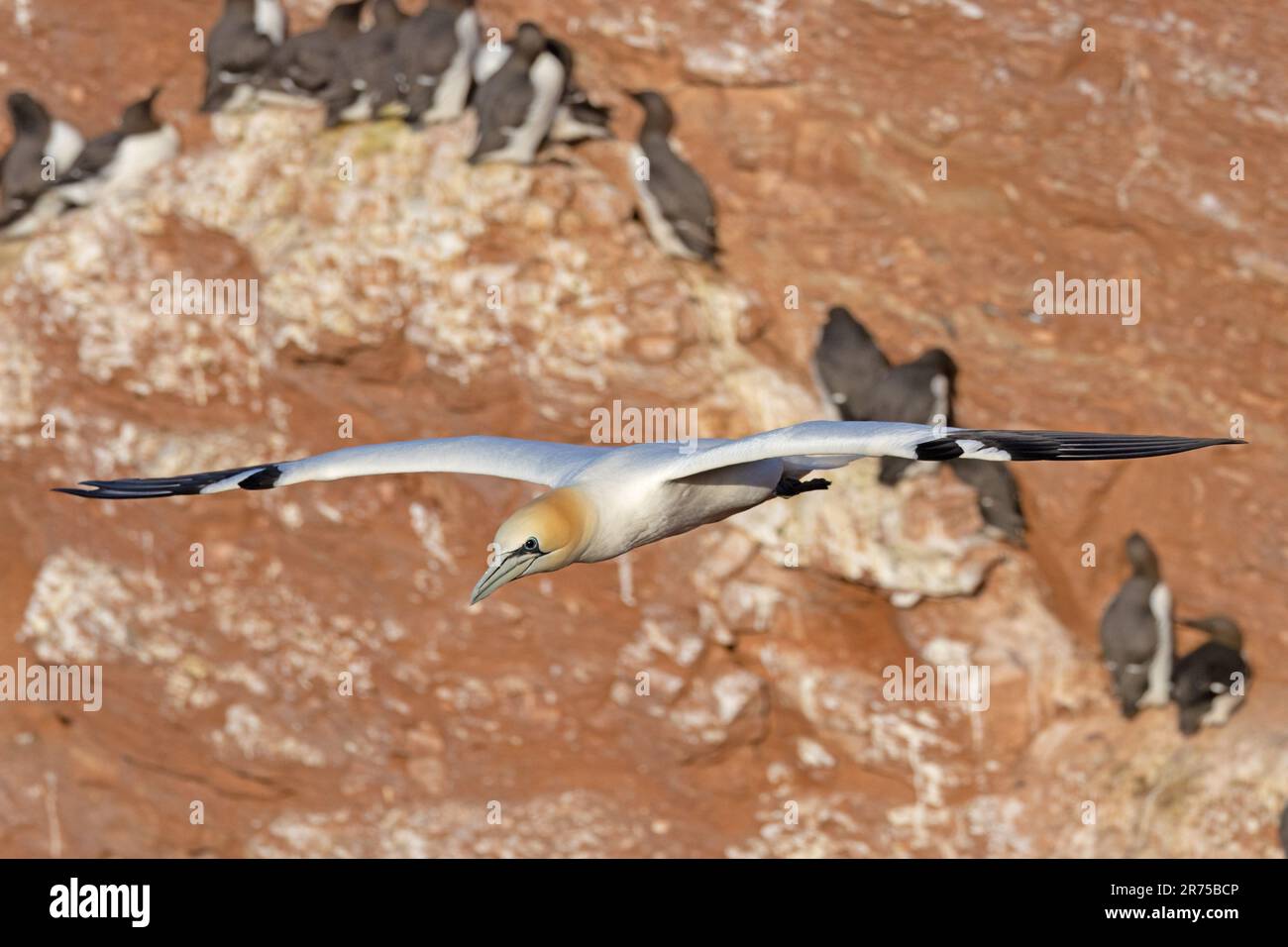 northern gannet (Sula bassana, Morus bassanus), black-eyed gannet in ...